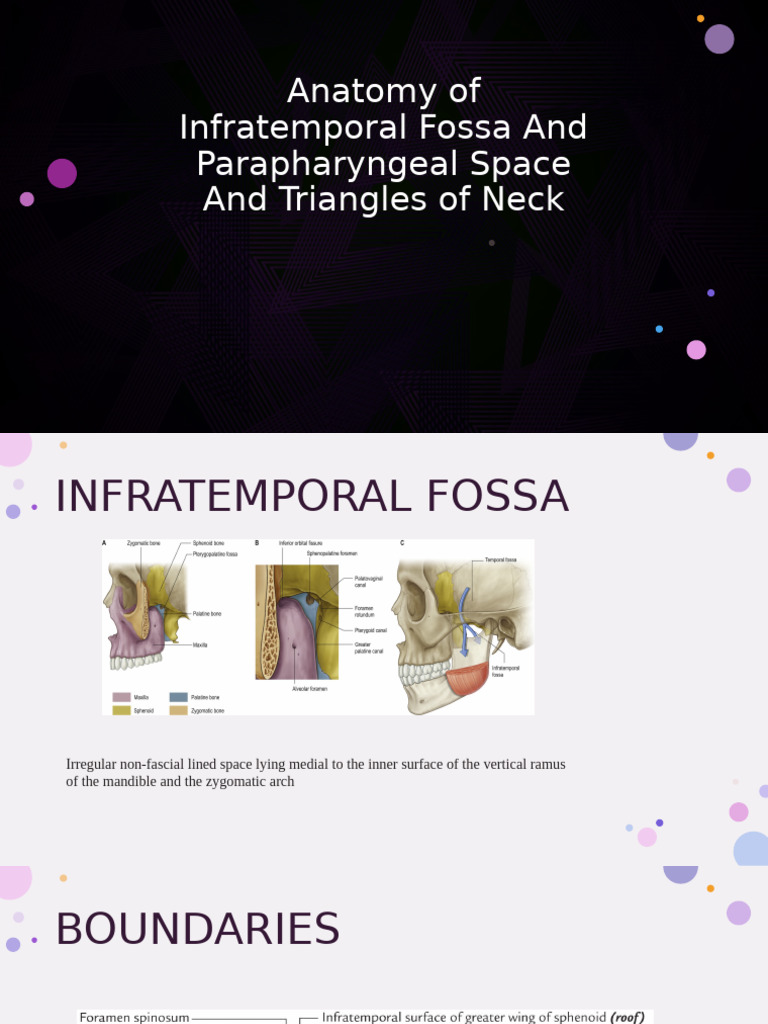 Anatomy of Infratemporal Fossa And Parapharyngeal Space And | PDF ...