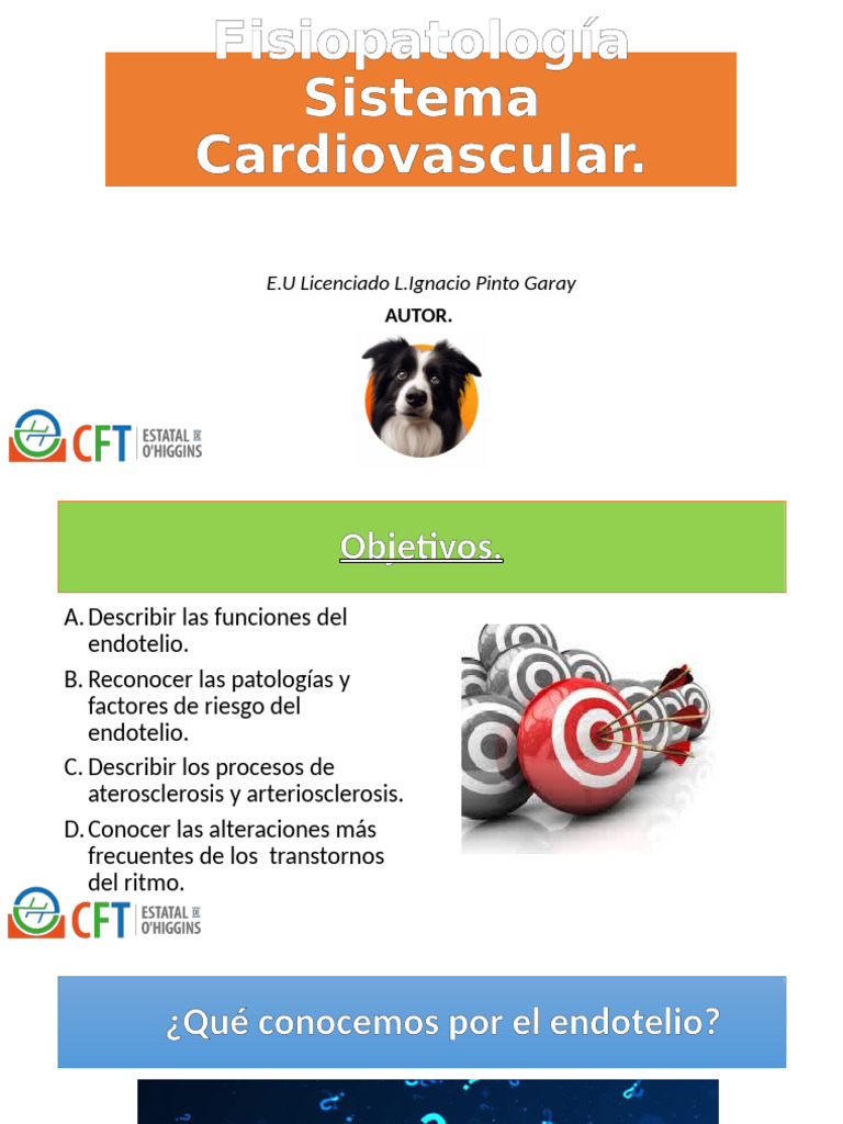 Sistema Cardiovascular Parte 1 | PDF | Endotelio | Angiología