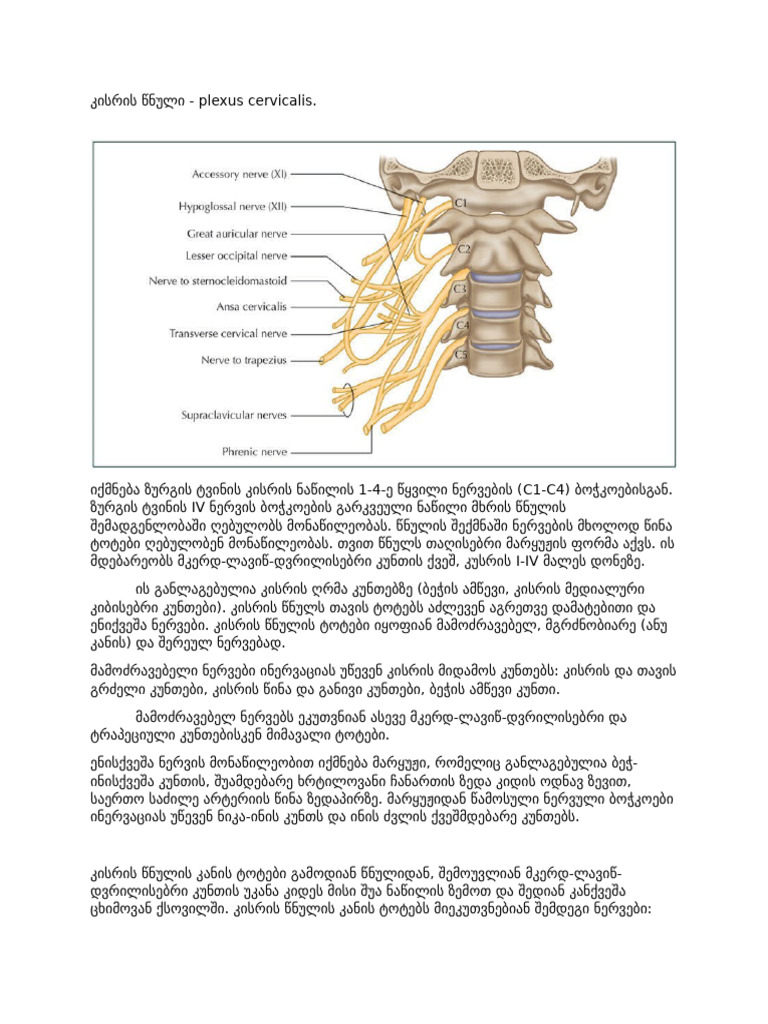 Plexus Cervicalis | PDF