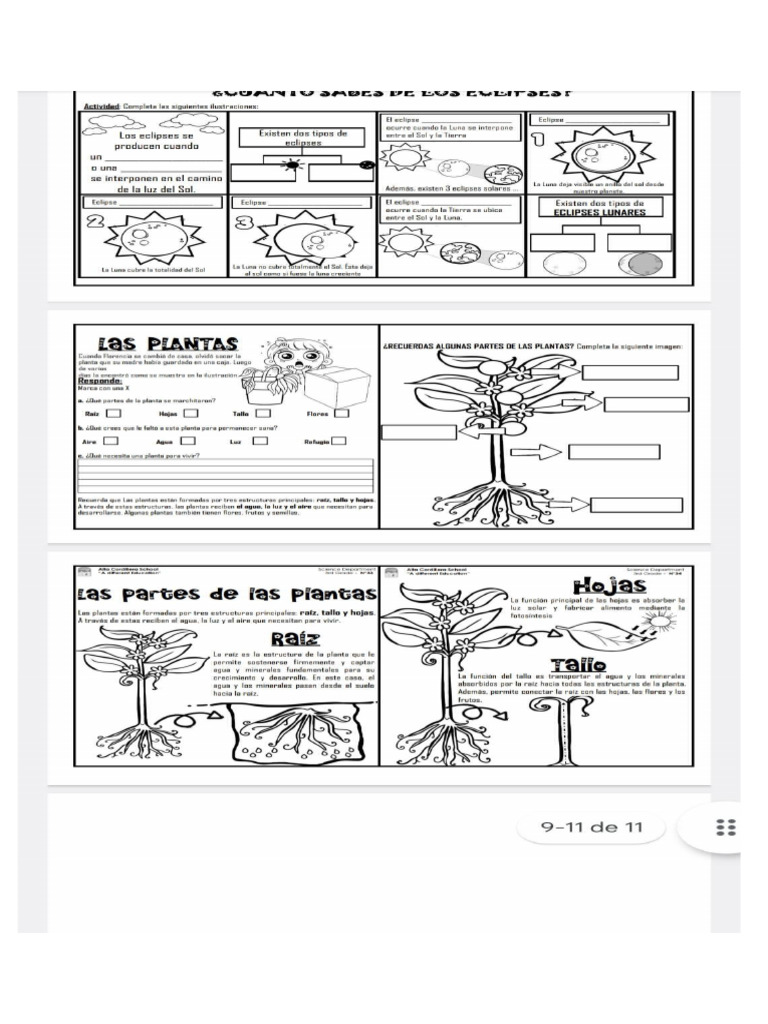 Partes de Las Plantas | PDF