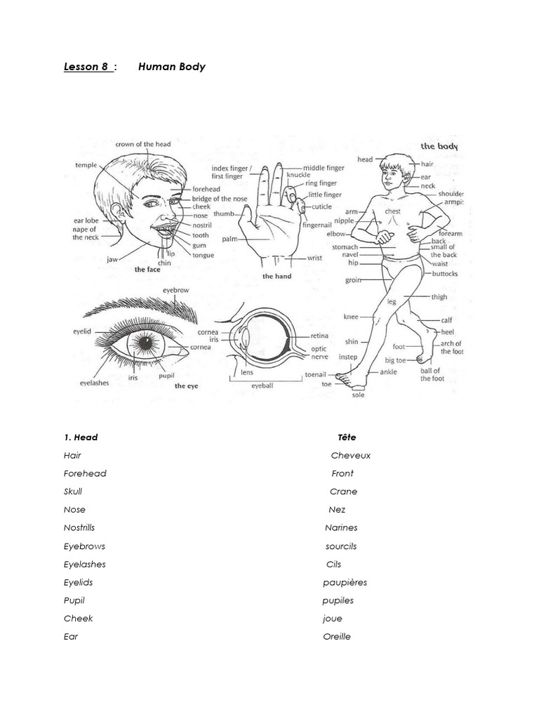 Lesson 8.human Body | PDF | Limbs (Anatomy) | Human Anatomy