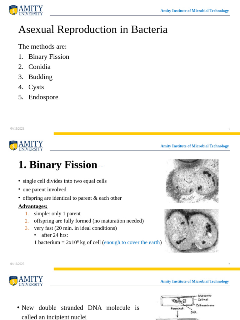 Asexual Reproduction in Bacteria | PDF | Bacteria | Microorganism