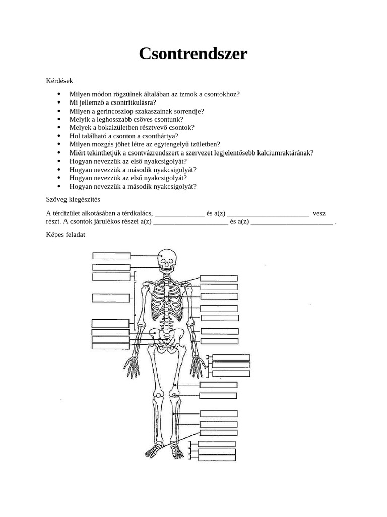 Csontrendszer Feladatok | PDF