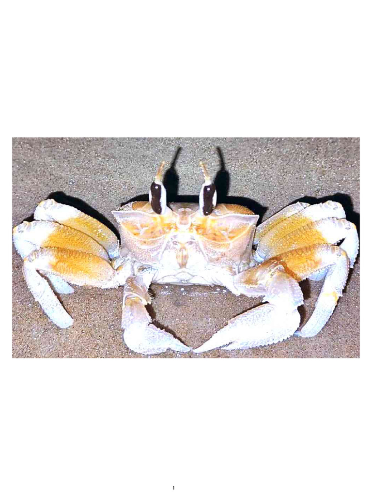 Crab | PDF