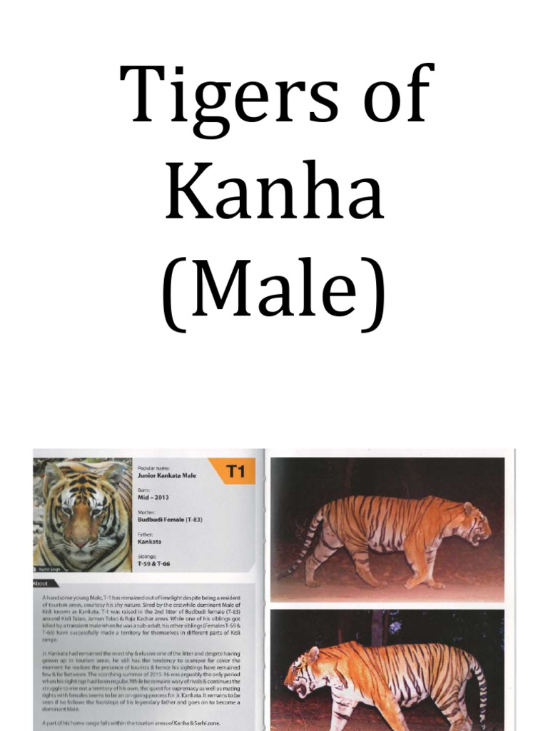 Tigers of Kanha File | PDF