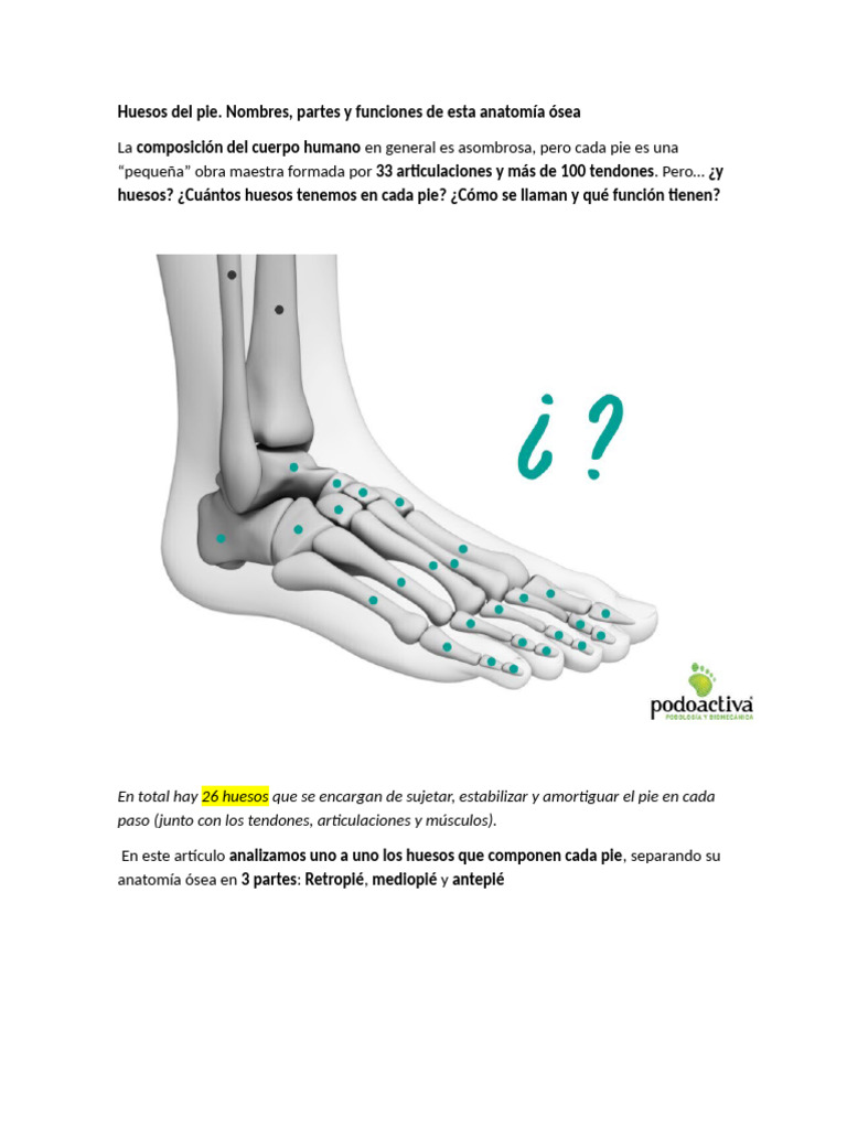 Huesos Del Pie | PDF | Pie | Anatomía humana
