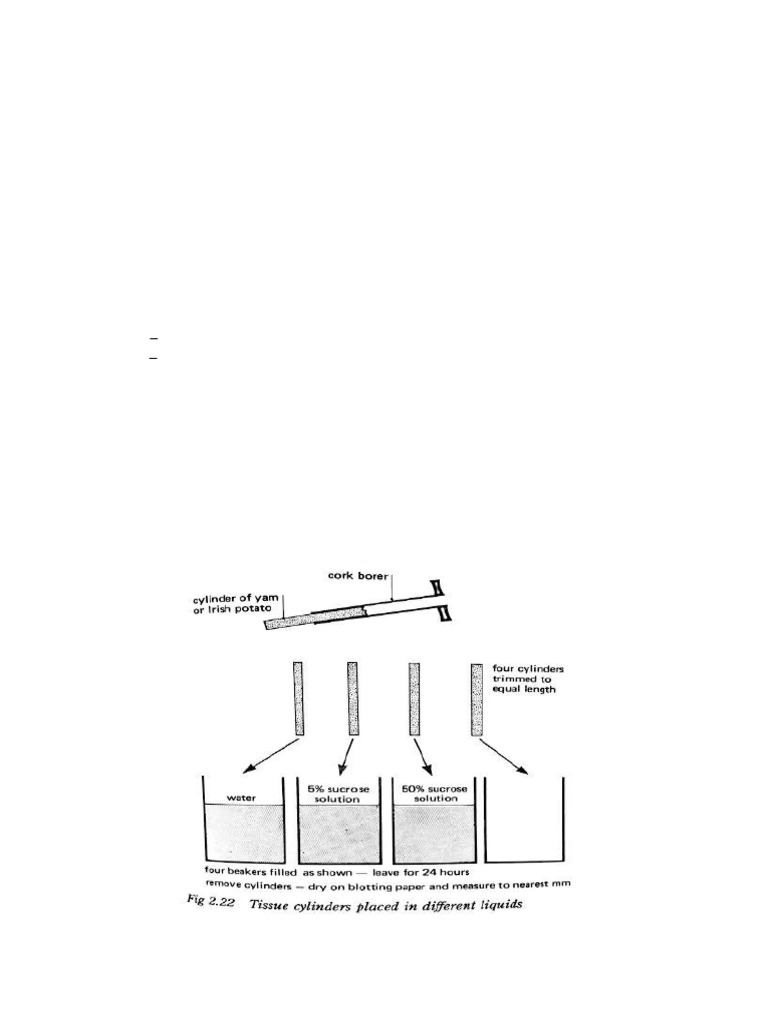 Potato Osmosis Experiment Analysis | PDF | Biology