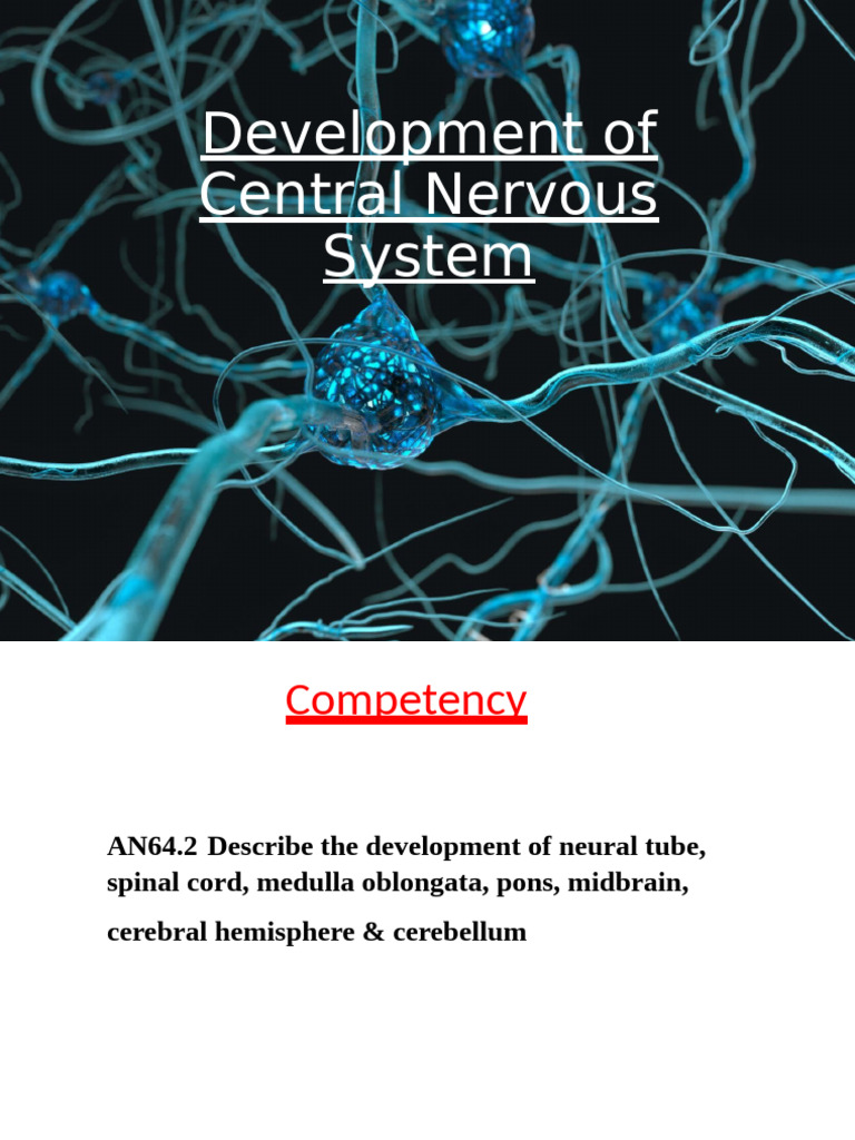 Nervous System Development Overview | PDF | Nervous System | Spinal Cord