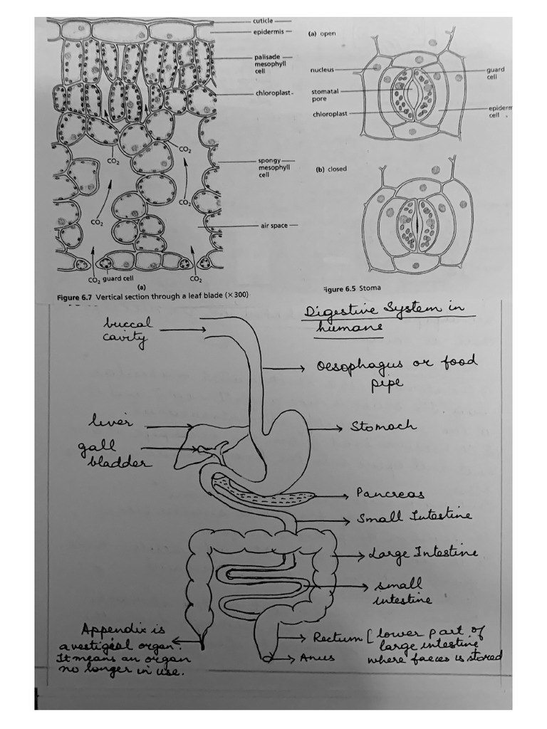 Assignments SND Diagram Nutrition | PDF
