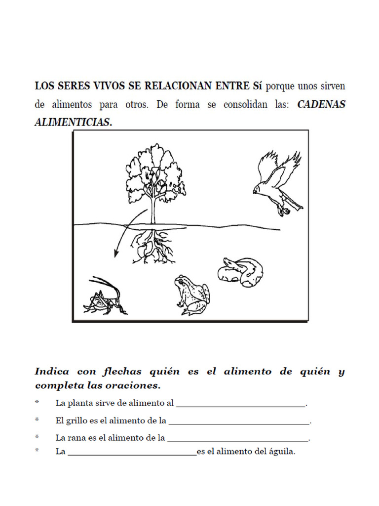 Cadenas Alimenticias en Ecosistemas | PDF