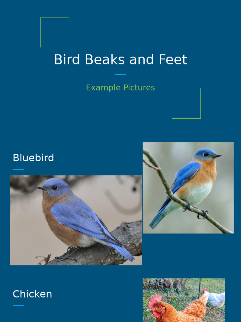 Bird Beaks and Feet | PDF