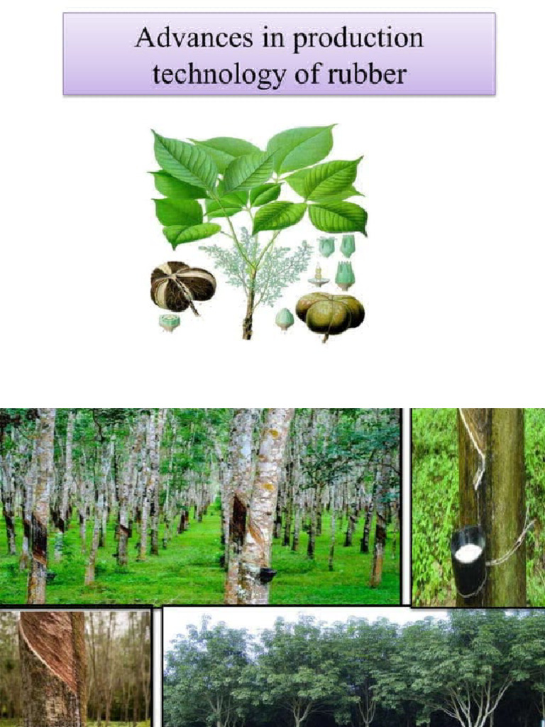 Rubber Production Technology | PDF
