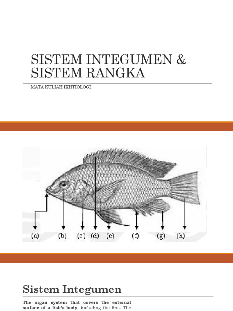 Sistem Integumen Rangka (1) | PDF