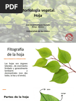 Limbo | PDF | Hoja | Botánica