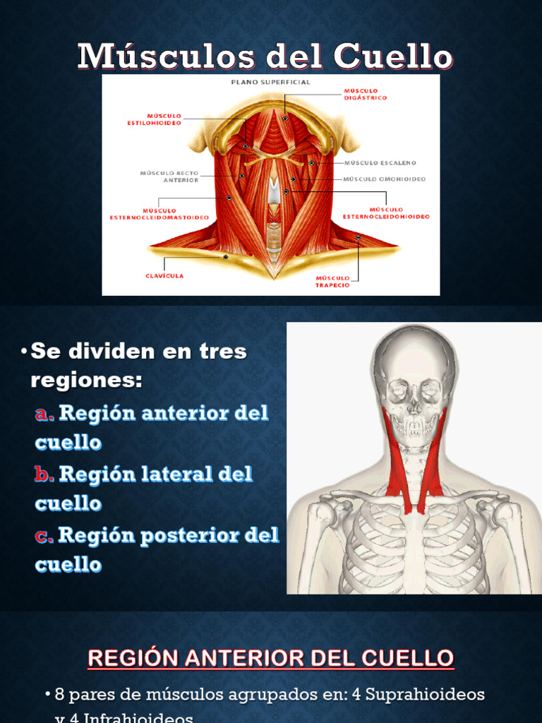 Anatomía y Músculos del Cuello | PDF