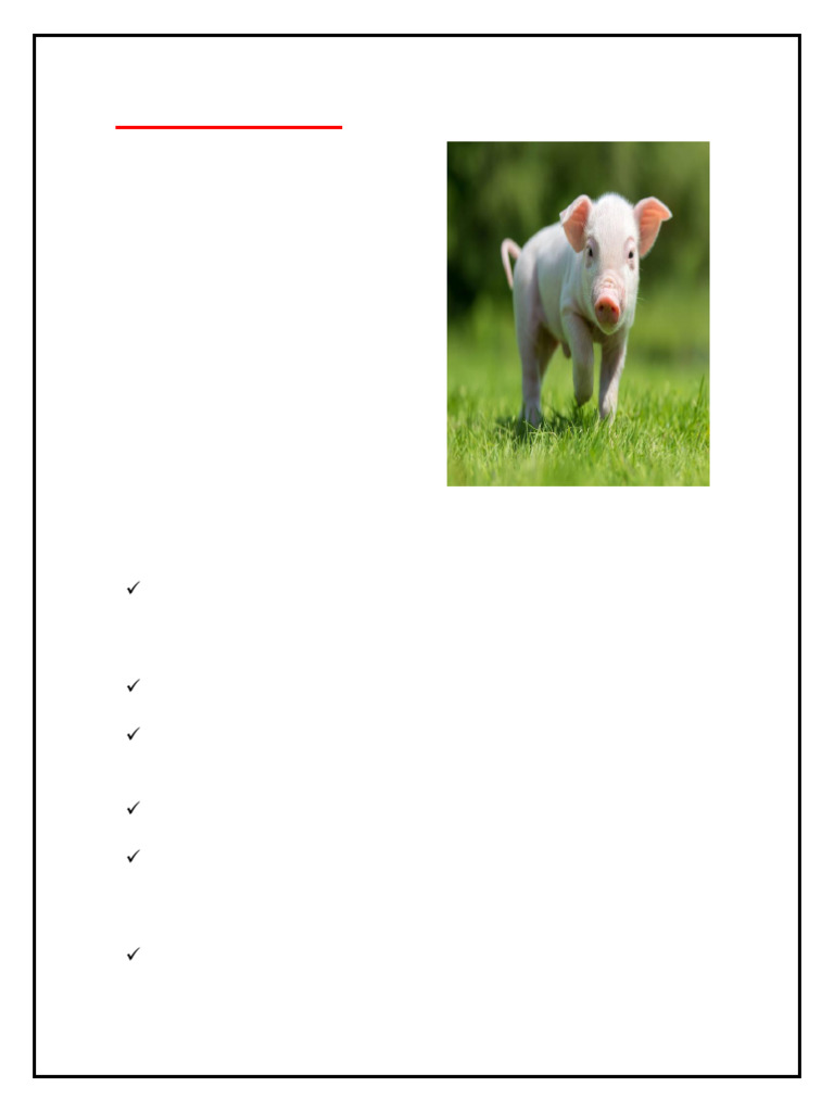 El Cerdo Doméstico | PDF