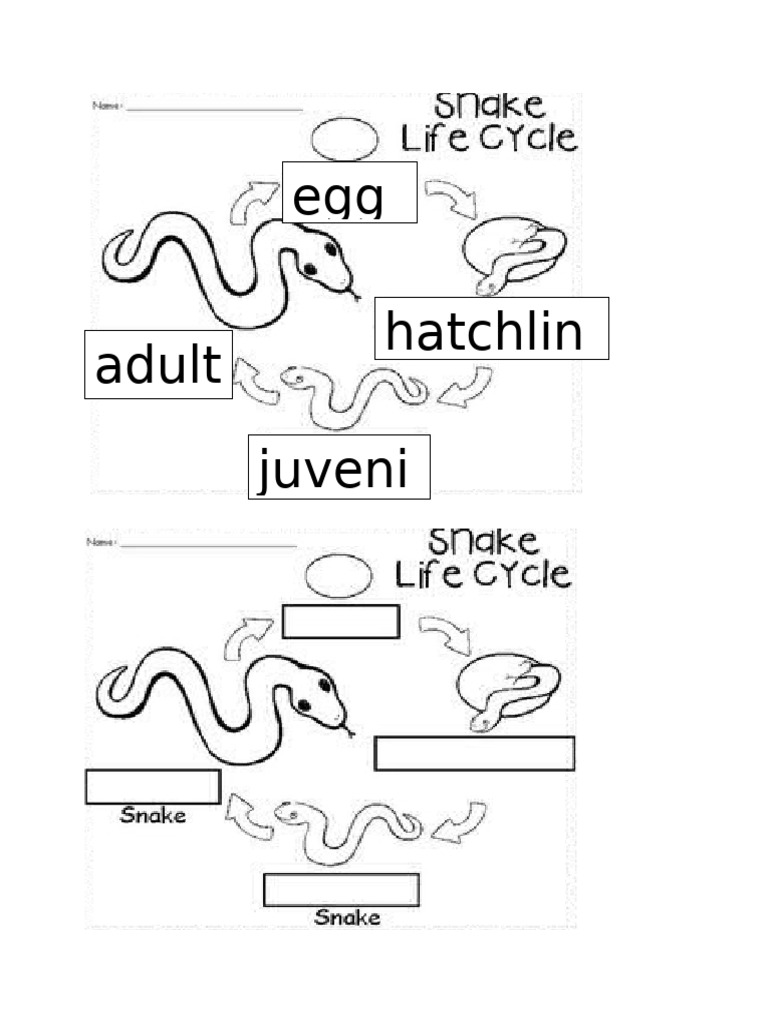 LifecycleofaSnake 1 | PDF