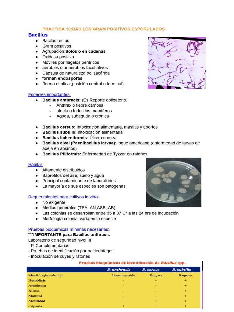 Guia Bacter | PDF | Bacilo | Microbiología