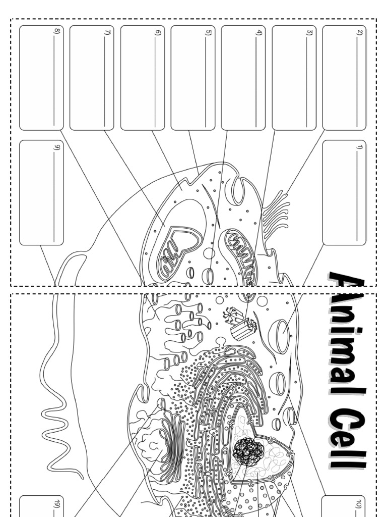 TDE1 Animal Cell Foldable | PDF
