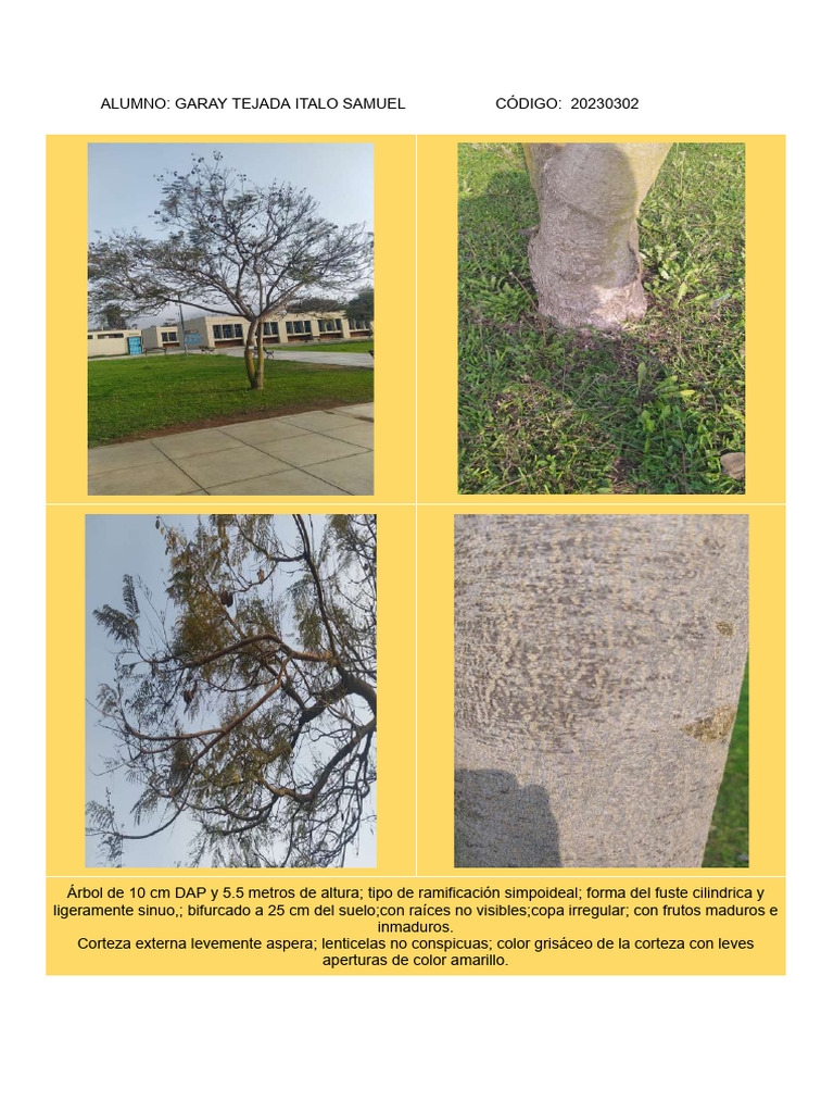 Garay Italo 20230302 Tarea Morfologia Externa Arbol - Compressed | PDF