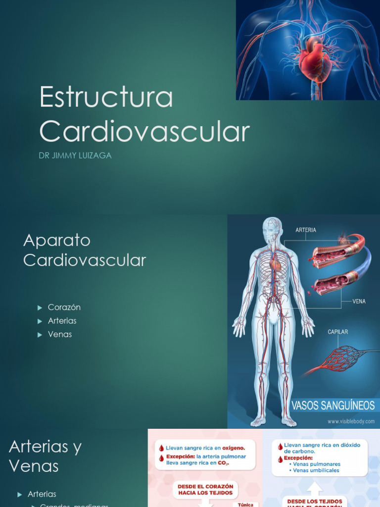 Estructura Cardiovascular | PDF