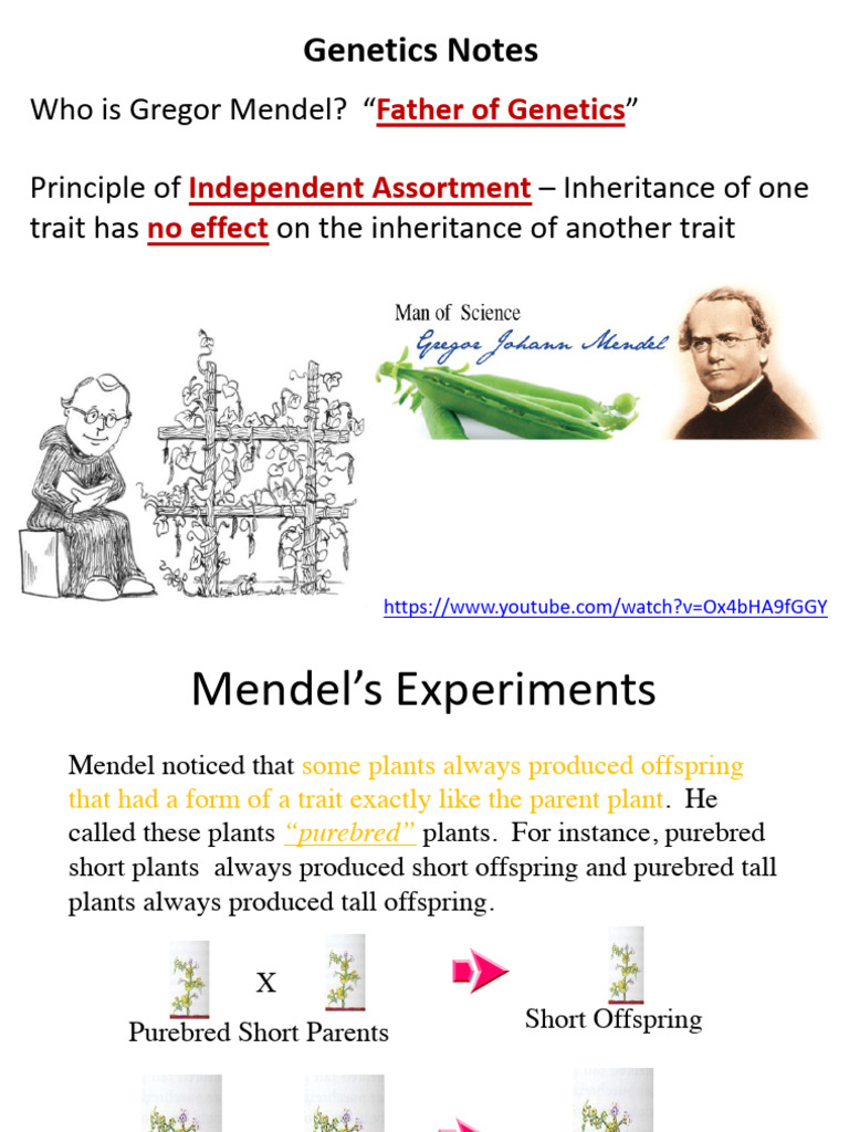 Punnett Square Notes FINAL PDF | PDF | Dominance (Genetics) | Zygosity