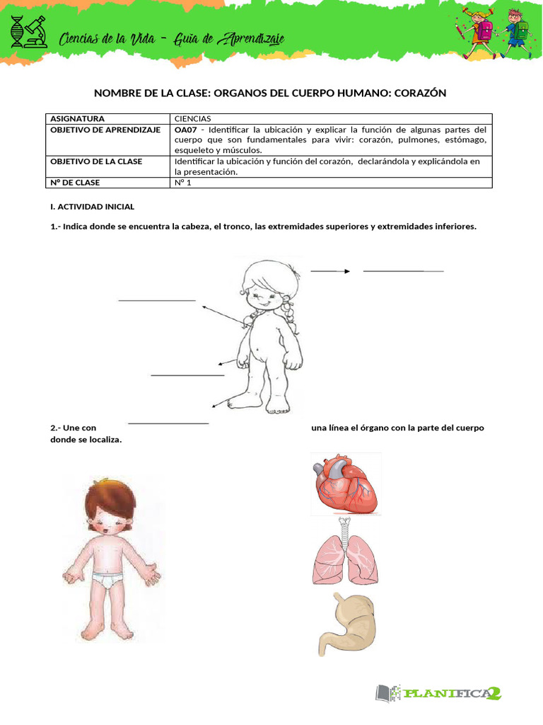 Actividades sobre el corazón para niños | PDF | Corazón | Cuerpo humano