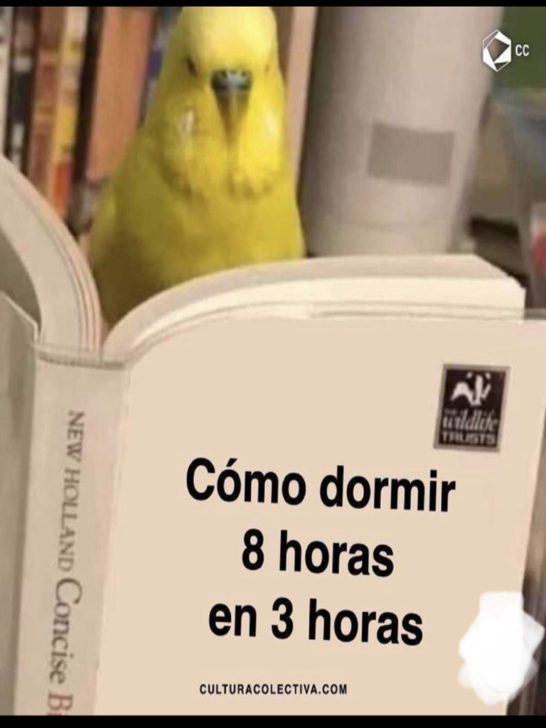 Meme | PDF