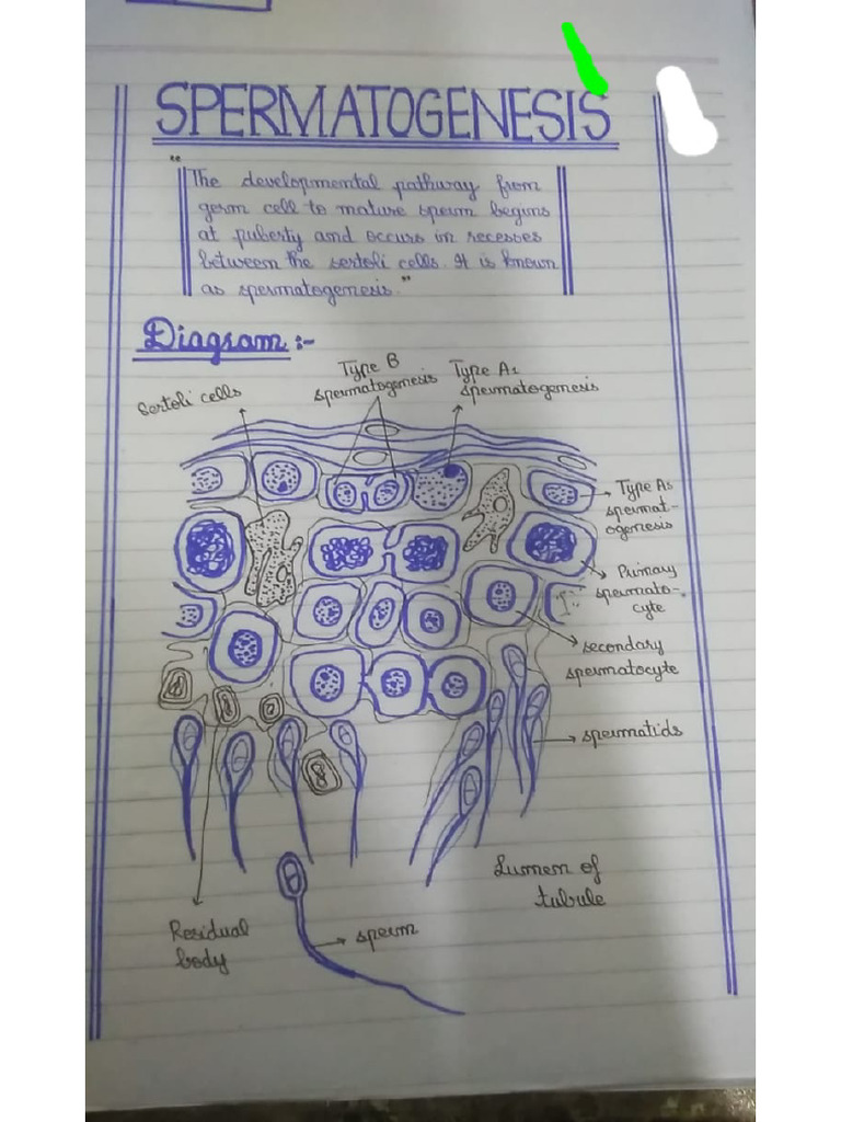 Spermatogenesis | PDF