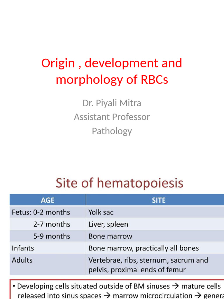 Origin, Development & Morphology of RBC | PDF