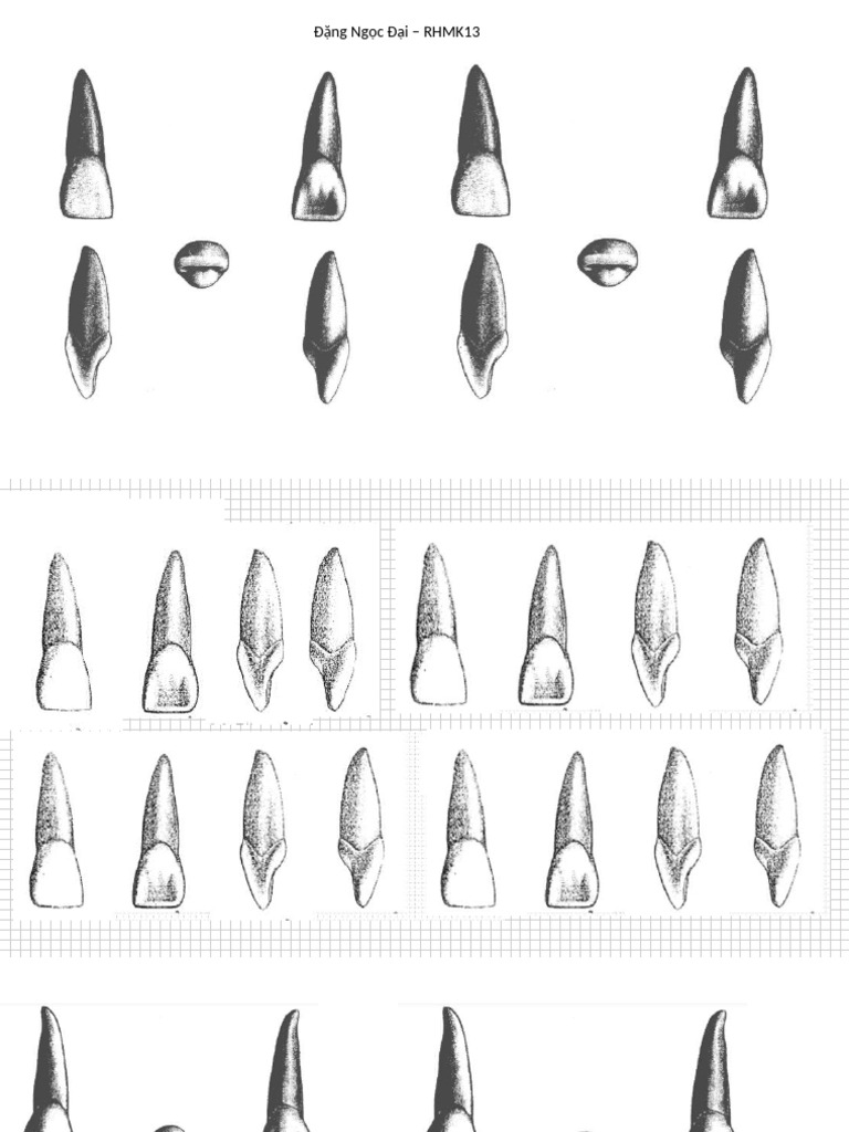 giải phẫu răng | PDF