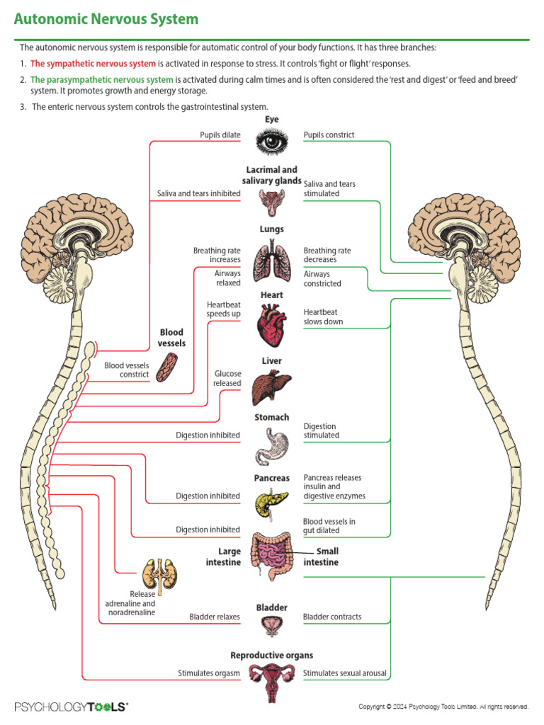 Autonomic Nervous System Lang en Us Format Client Version | PDF ...