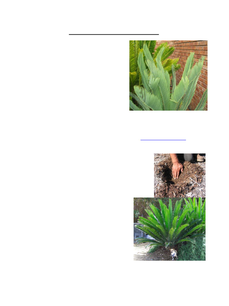 Essential Tips for Growing Cycads | PDF | Mulch | Seedling