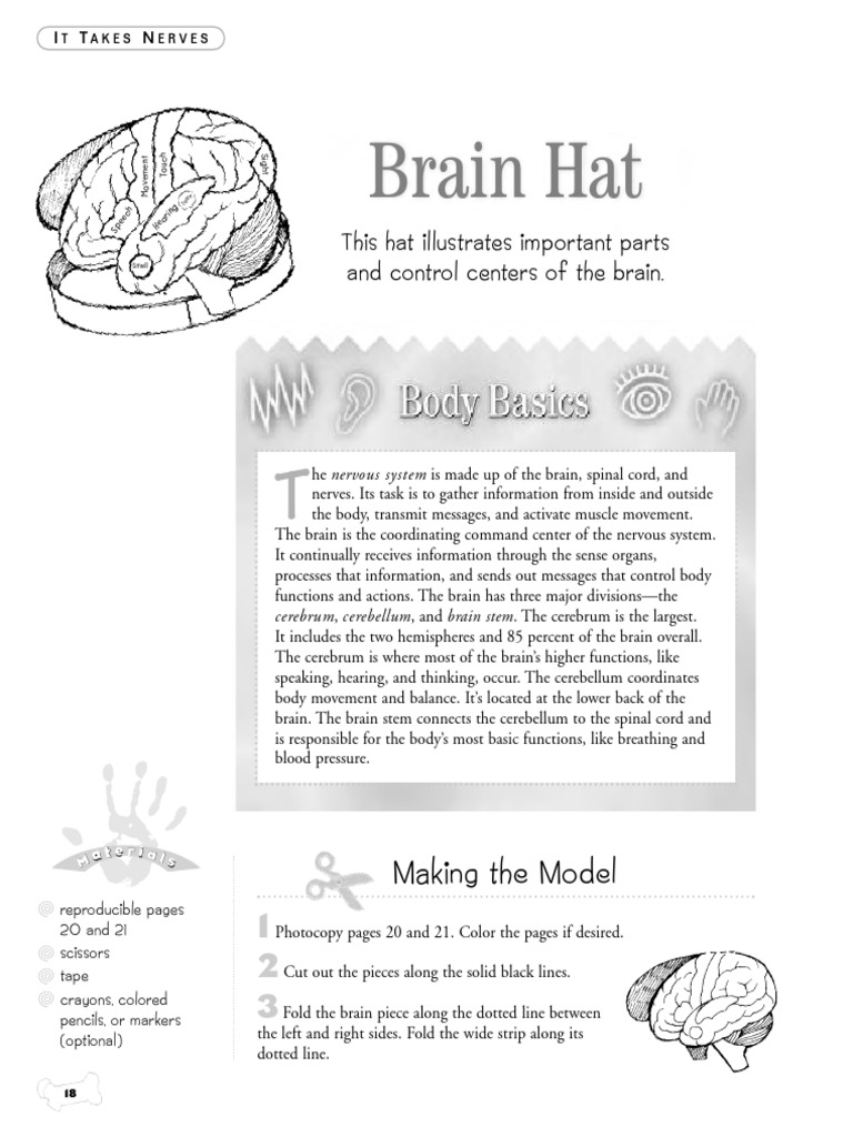 Brain Hat Craft Instructions | PDF | Central Nervous System | Brain