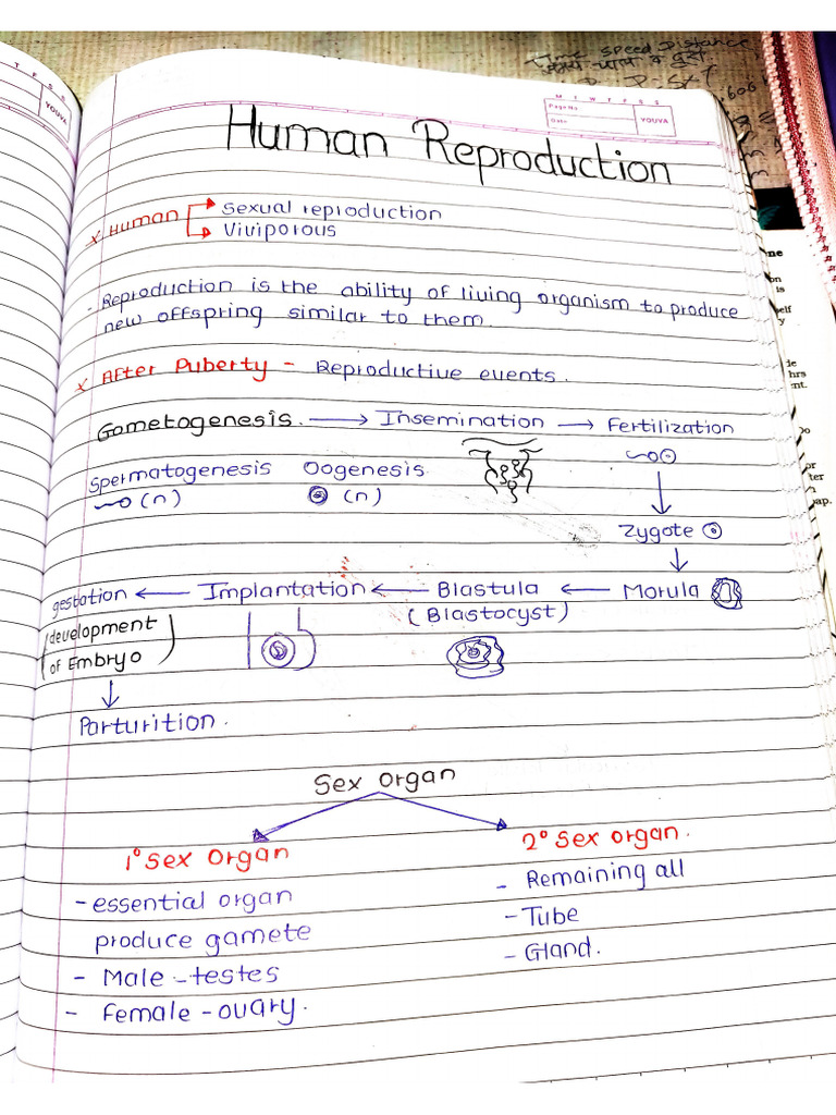 Human Reproduction Handwritten Notes | PDF