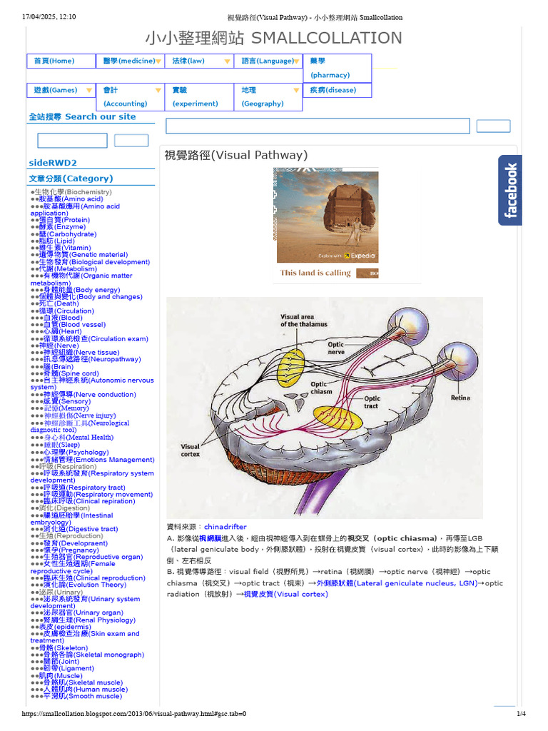 視覺路徑 (Visual Pathway) - 小小整理網站 Smallcollation | PDF