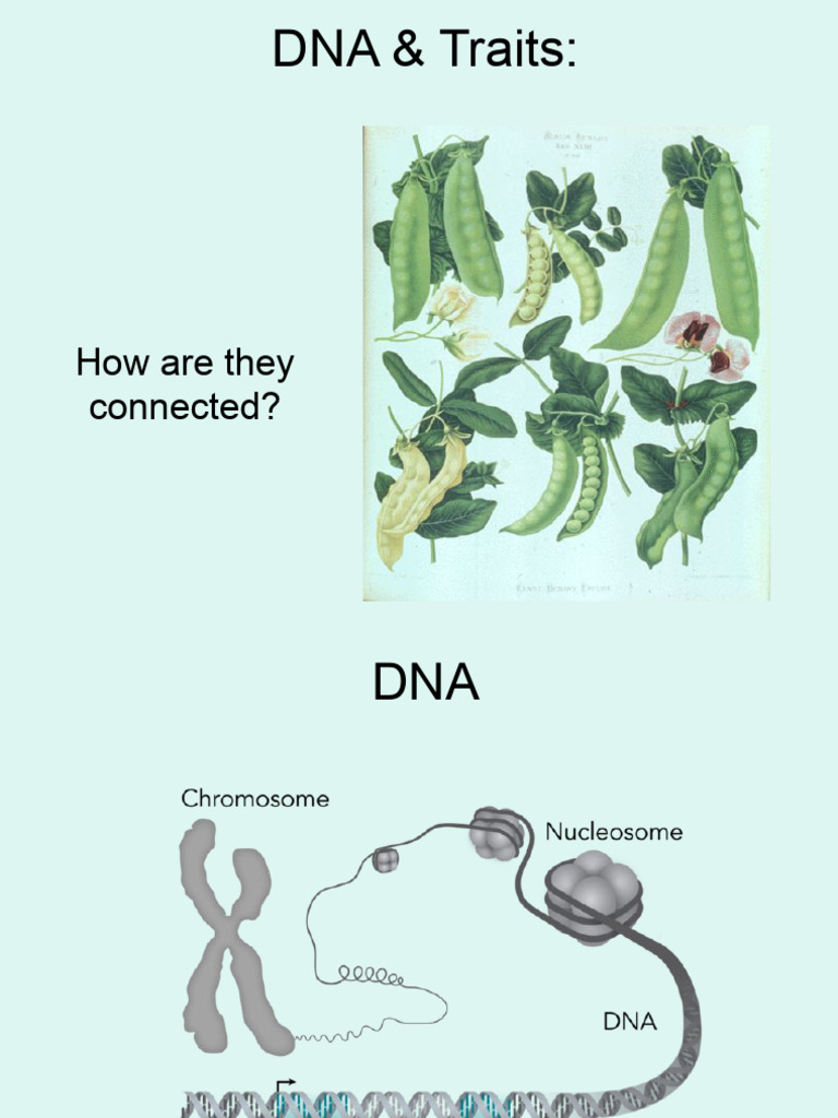 DNA & Traits Punnett Square | PDF | Dominance (Genetics) | Genotype