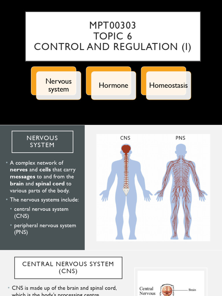 Nervous System Control and Regulation Overview | PDF | Nerve | Hormone