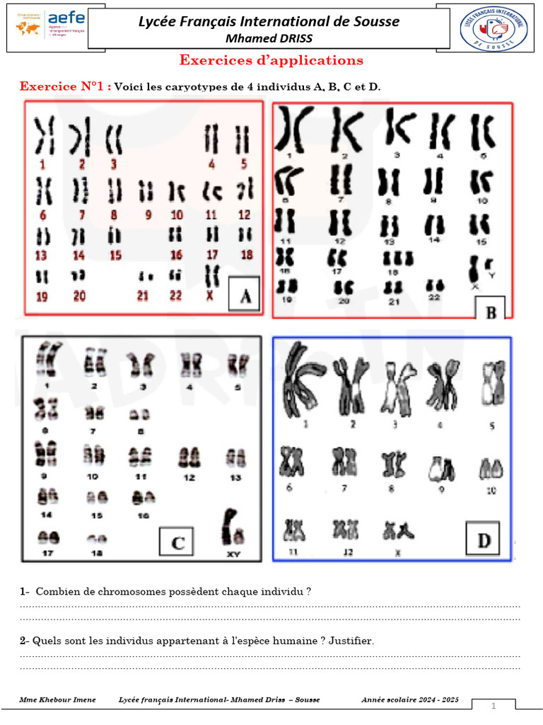 Exercices sur les Caryotypes et Génétique | PDF | Chromosome | Allèle