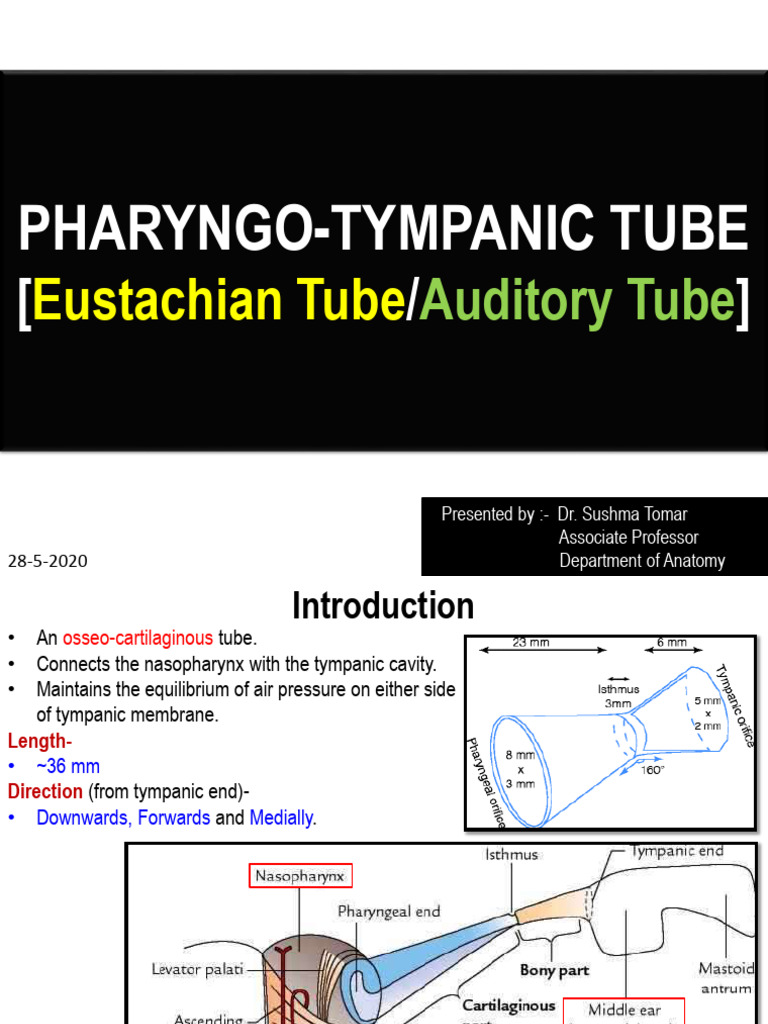 Eustachian Tube | PDF | Hearing | Sensory Organs