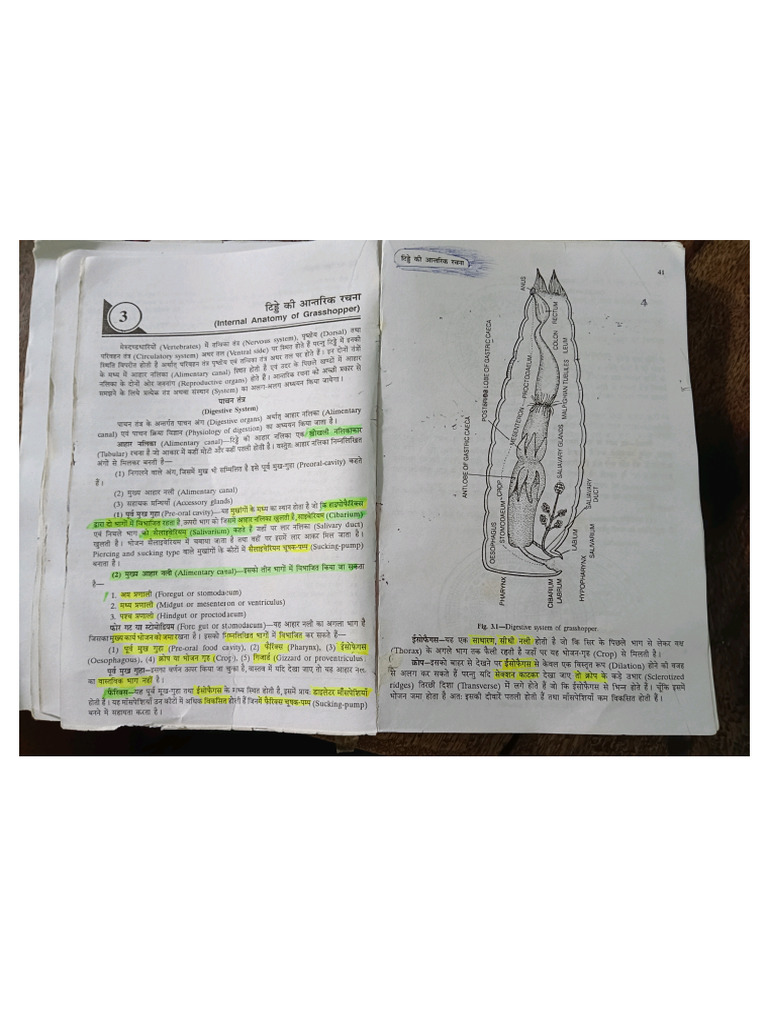 Internal Anatomy of Insect | PDF