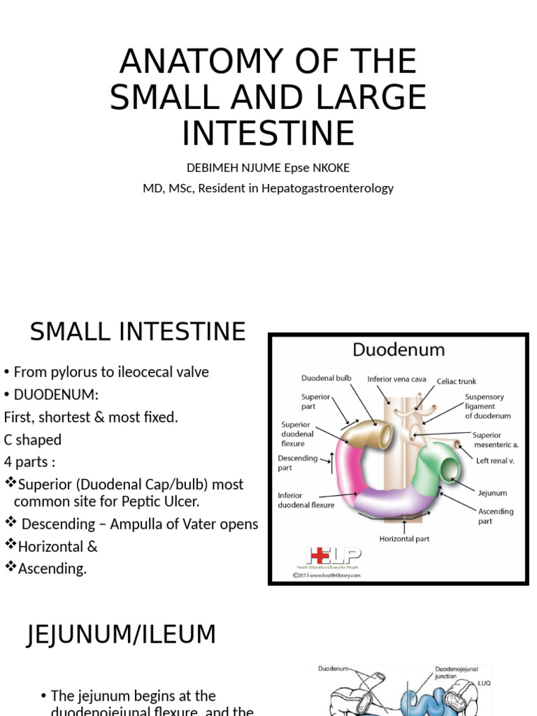 Anatomy of the Small and Large Intestine | PDF | Small Intestine ...
