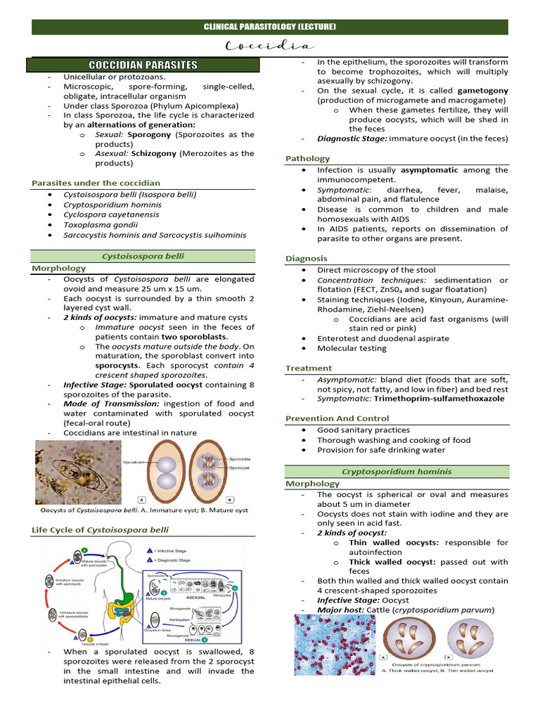 Clinical Parasitology: Coccidian Overview | PDF | Medical Specialties