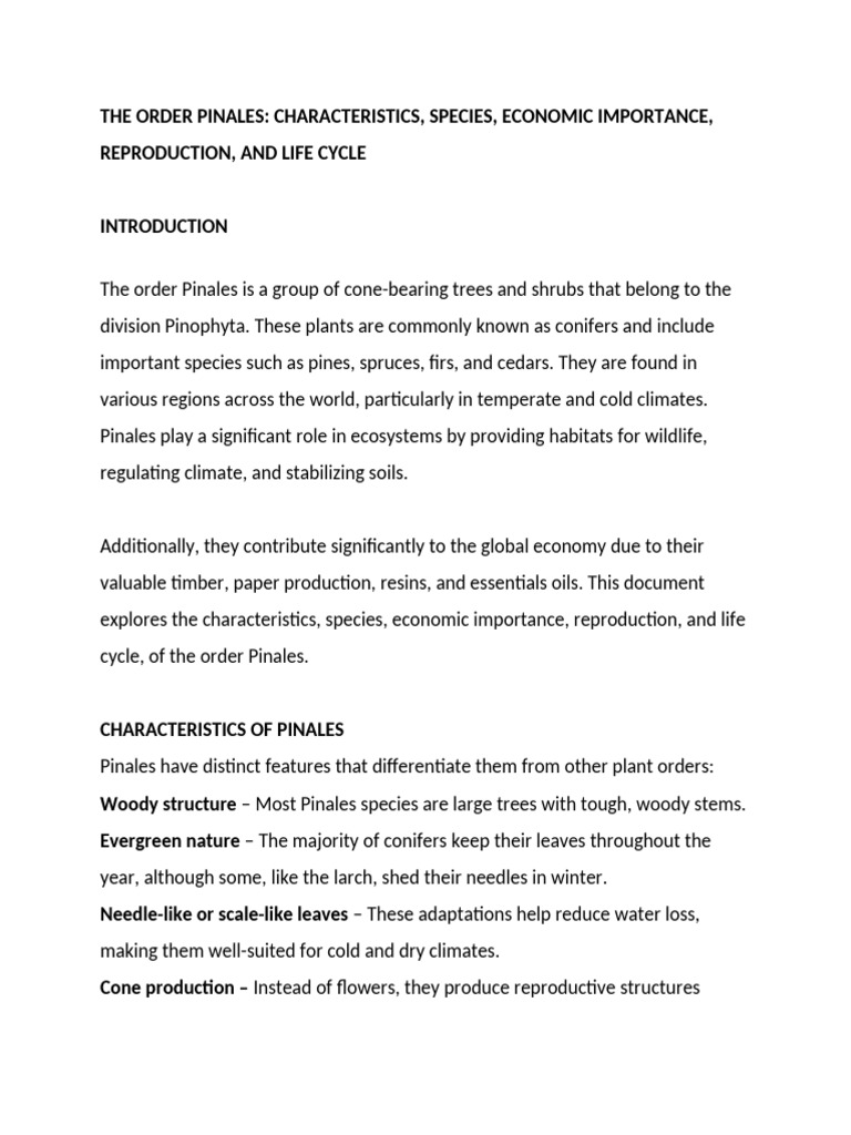 Pinales: Characteristics and Economic Value | PDF | Pine | Seed