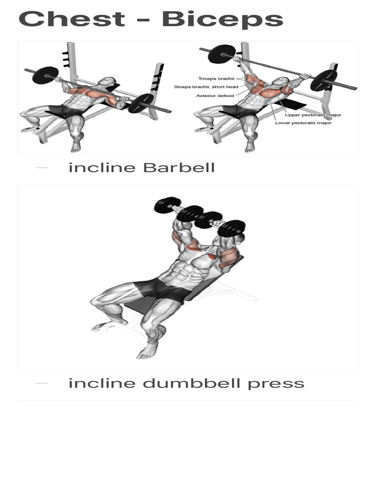 Chest - Biceps | PDF