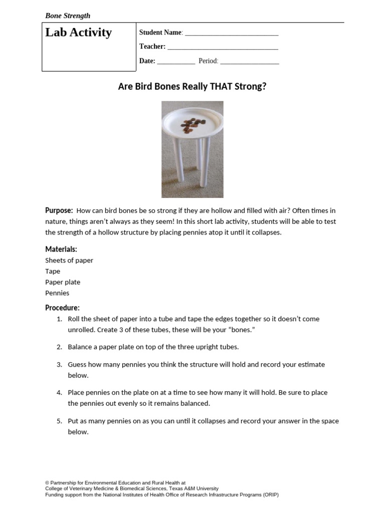 DLC-1388-Lab-Activity-Bone-Strength | PDF