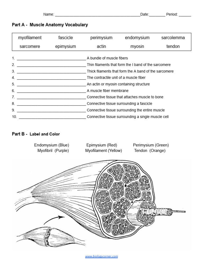 Muscle Anatomy: Fascicles and Perimysium | PDF | Musculoskeletal System ...