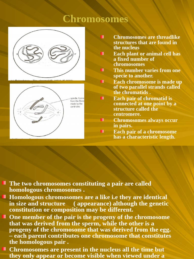 Understanding Chromosomes and Cell Division | PDF | Meiosis | Mitosis