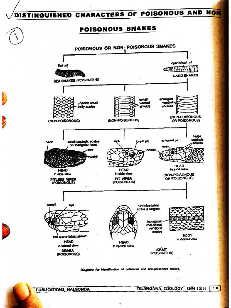 Zoology Assignment | PDF