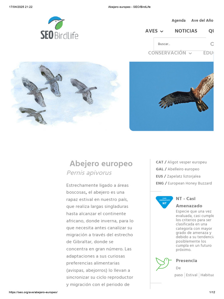 Abejero Europeo: Migración y Hábitat | PDF | Aves | Migración de aves
